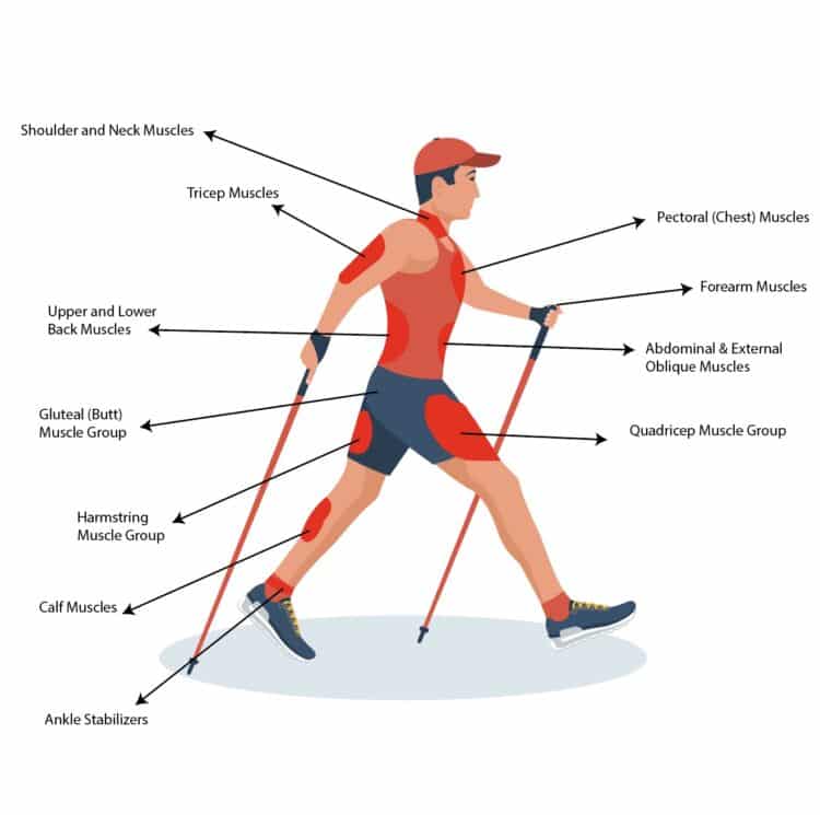 Nordic Walking Muscles Used - 11 Nordic Walking Muscle Groups ...