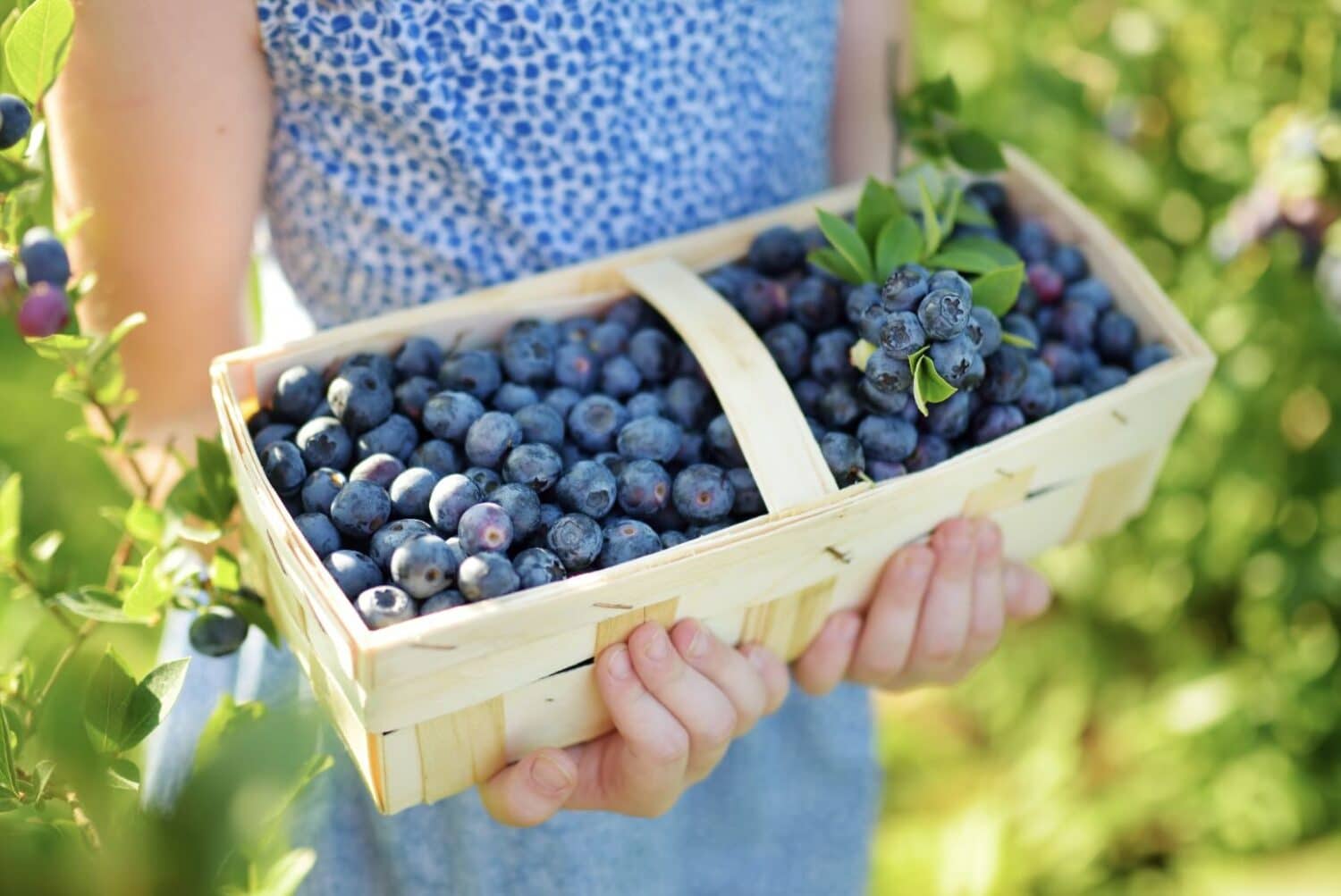 Carb Count in Blueberries - Reluctant Low Carb Life