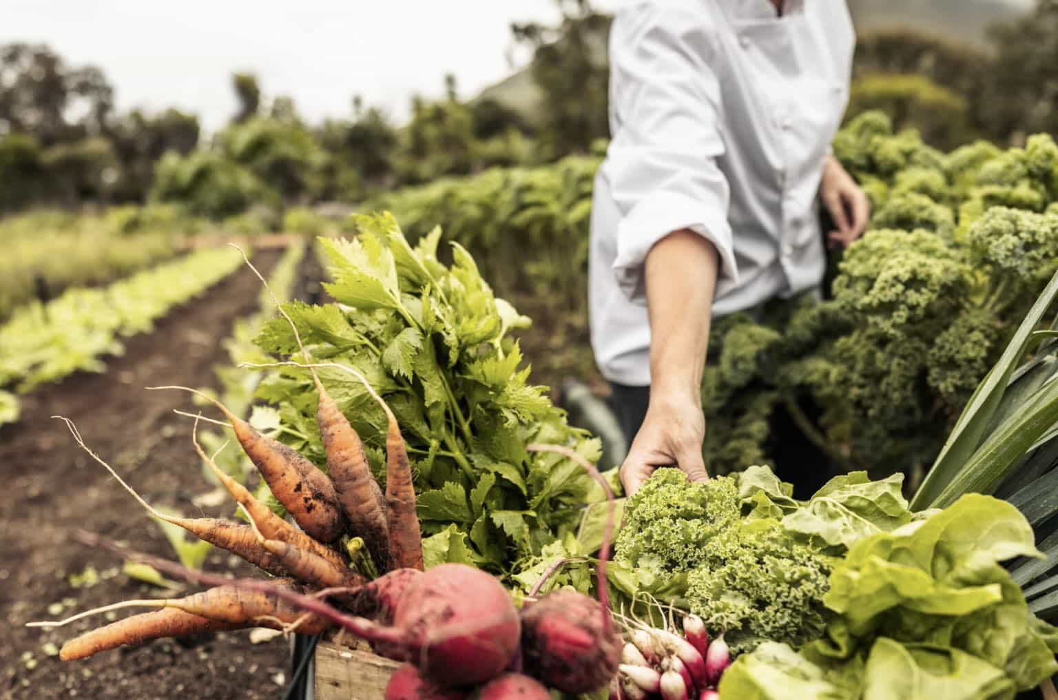 Unlock the Perks: A Dive into Farm Fresh Food Benefits - Reluctant Low ...